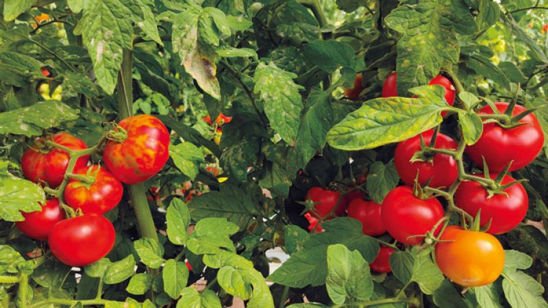 Harmoniz Seeds - The Art of Seed Innovation